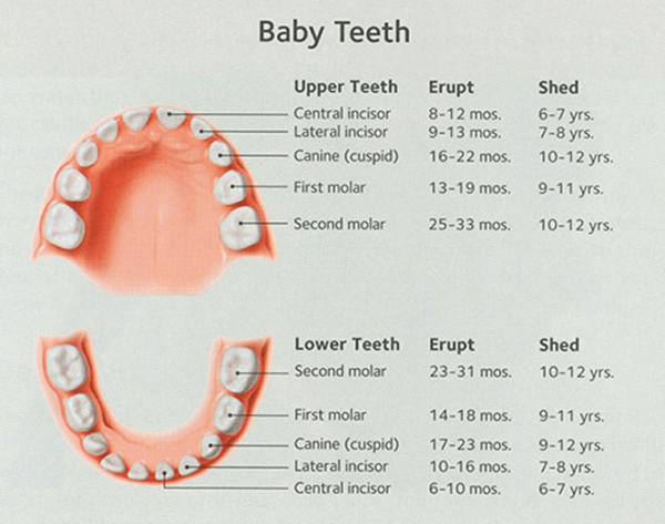 About Teeth – Bellaire Pediatric Dentistry | Bellaire Texas