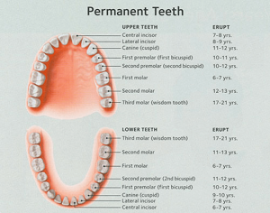 About Teeth – Bellaire Pediatric Dentistry | Bellaire Texas